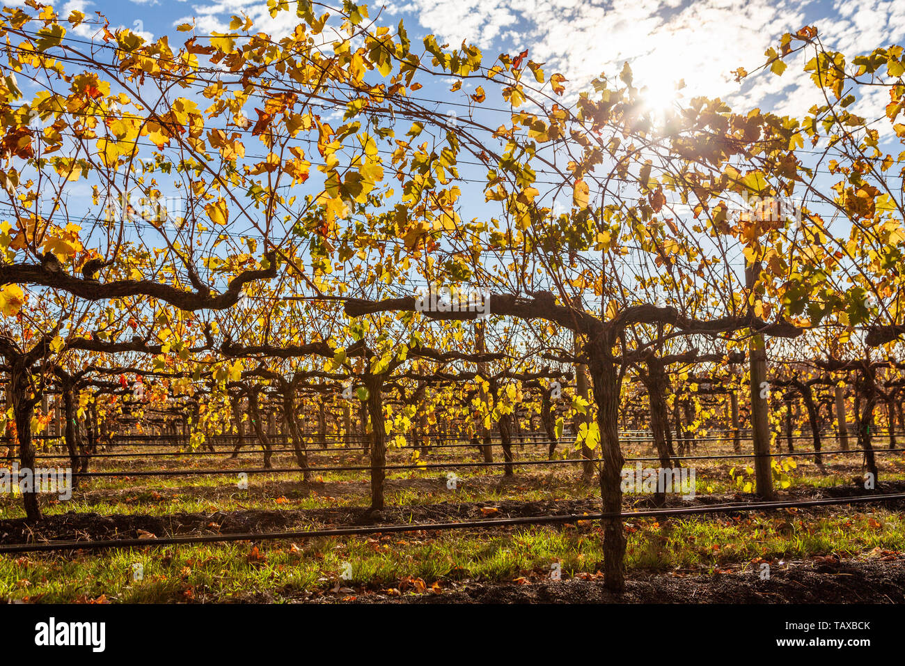 Beautiful grape hi-res stock photography and images - Alamy