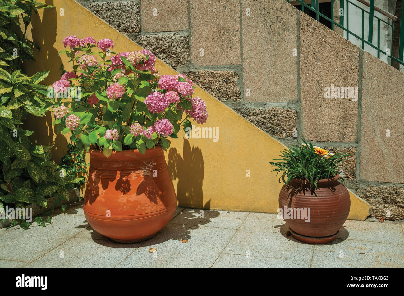 Big clay pots with colorful flowers next to staircase wall in a sunny ...