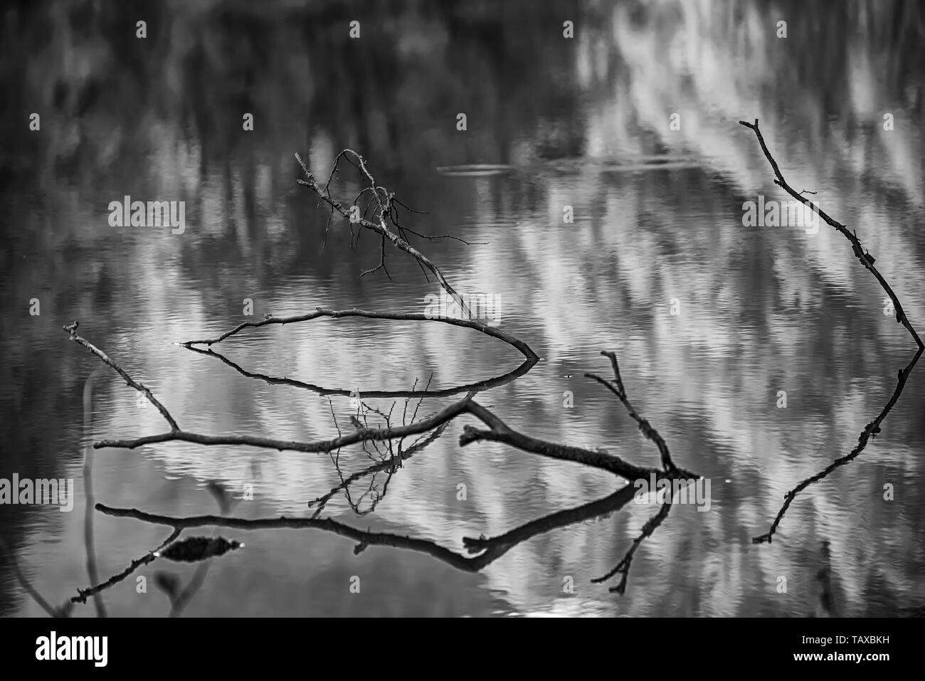 Branches in the water Stock Photo - Alamy