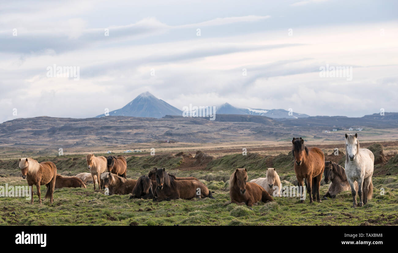 Countryside And Icelandic Horses High Resolution Stock Photography and ...
