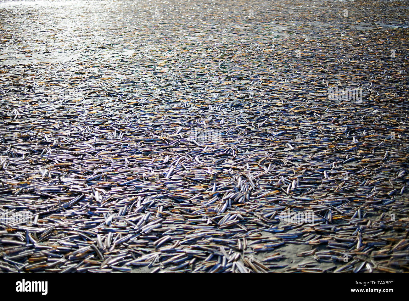 Thousands of washed up empty pod razor shells on the beach Stock Photo ...