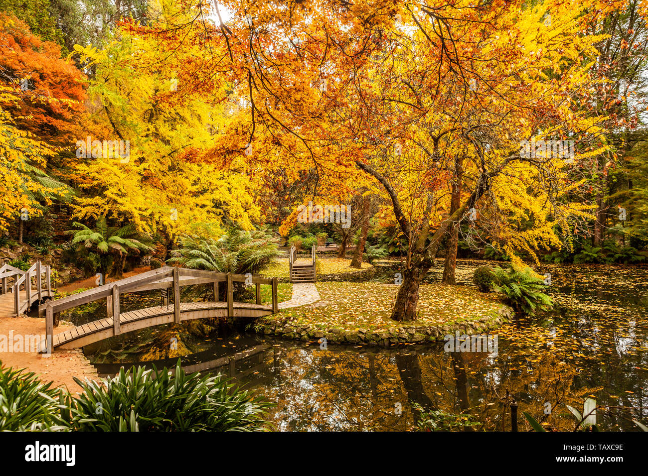 Scenic pond with wooden bridges in Autumn in Australia Stock Photo - Alamy
