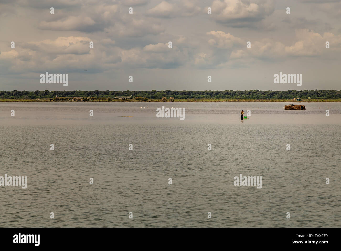 men fishing clams in brackish lagoon in Marina Romea, Italy Stock Photo ...