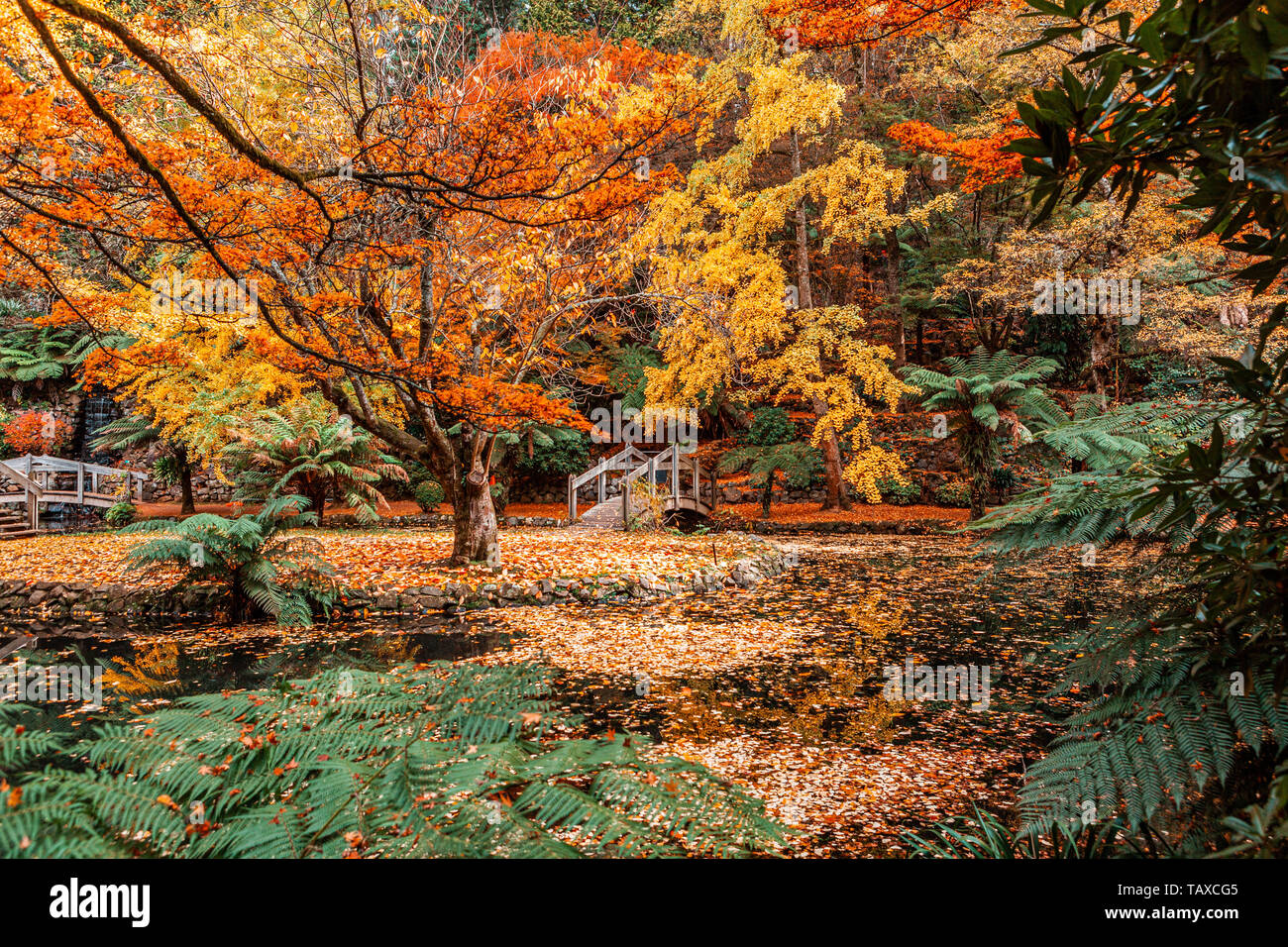 Dandenong ranges hi-res stock photography and images - Alamy