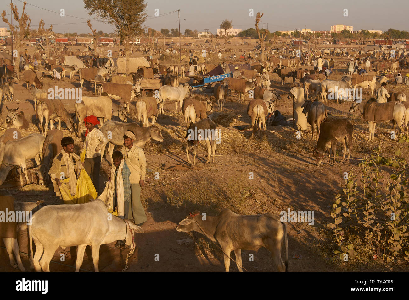 Cattle tethered in rows at the annual livestock festival in Nagaur ...