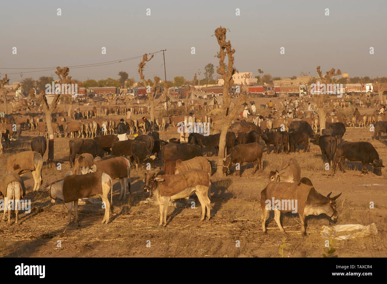 Cattle tethered in rows at the annual livestock festival in Nagaur ...