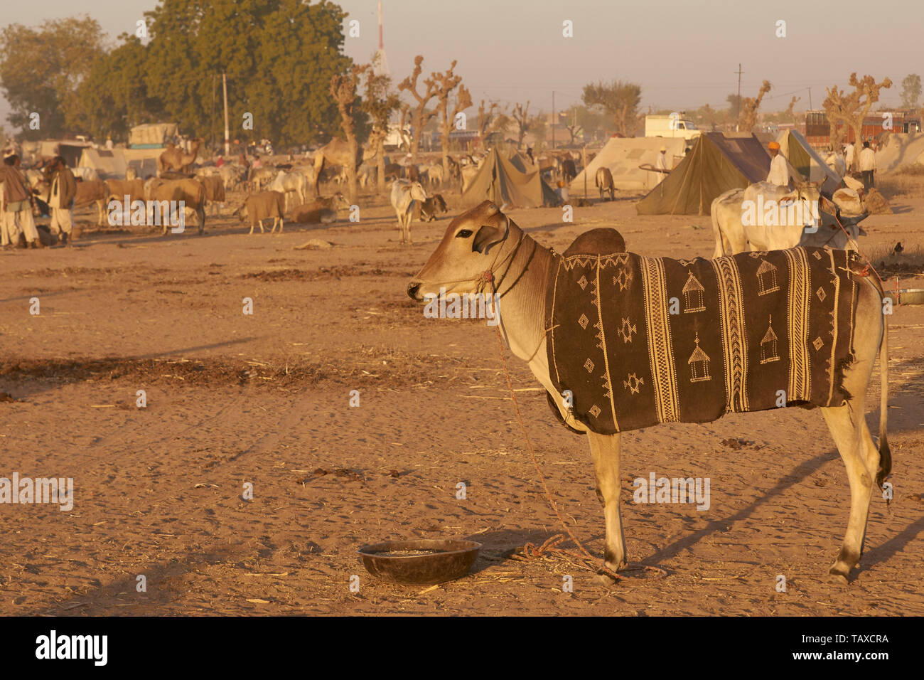 Cattle tethered in rows at the annual livestock festival in Nagaur ...