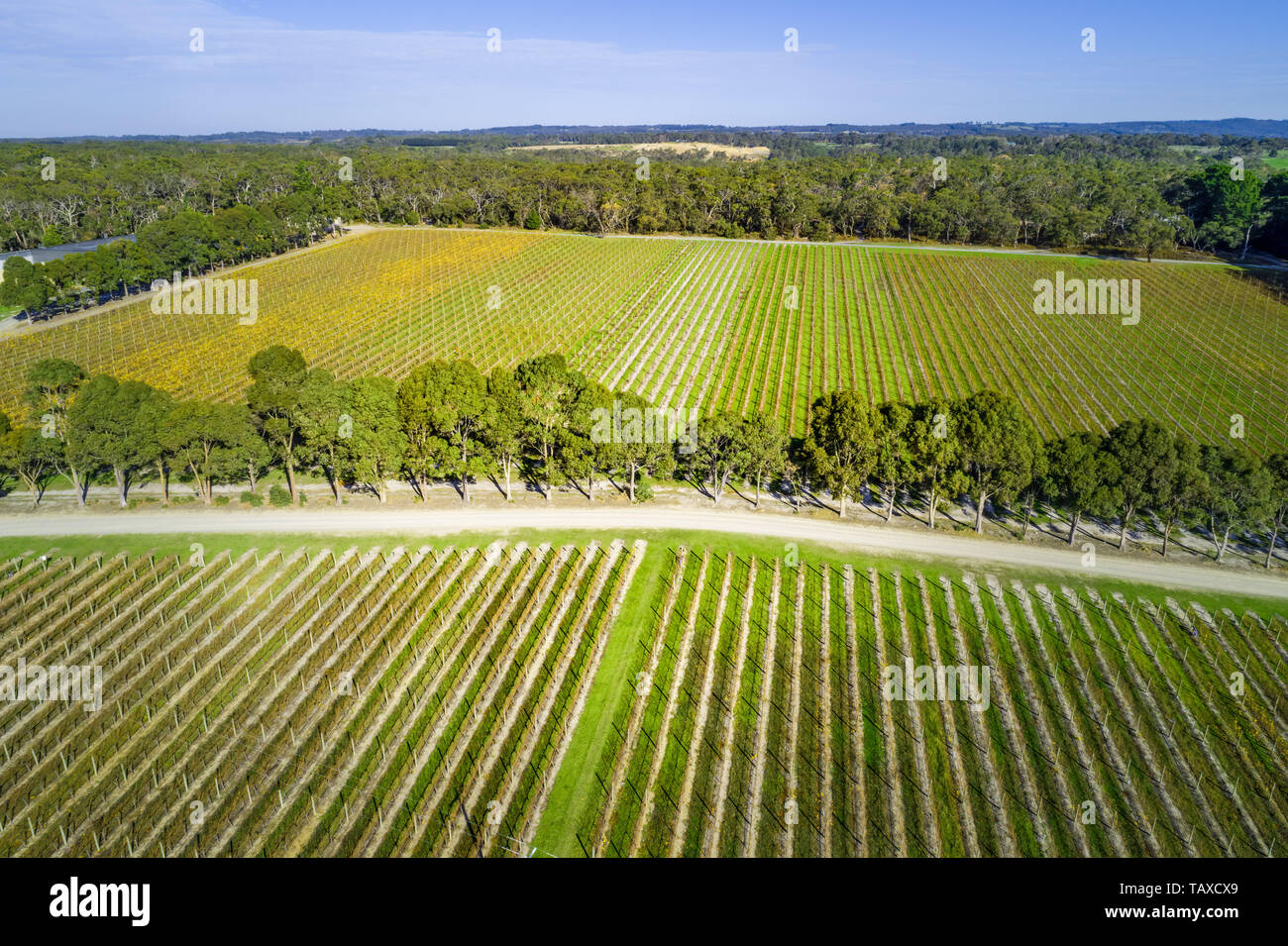 Vines in the winery hi-res stock photography and images - Alamy