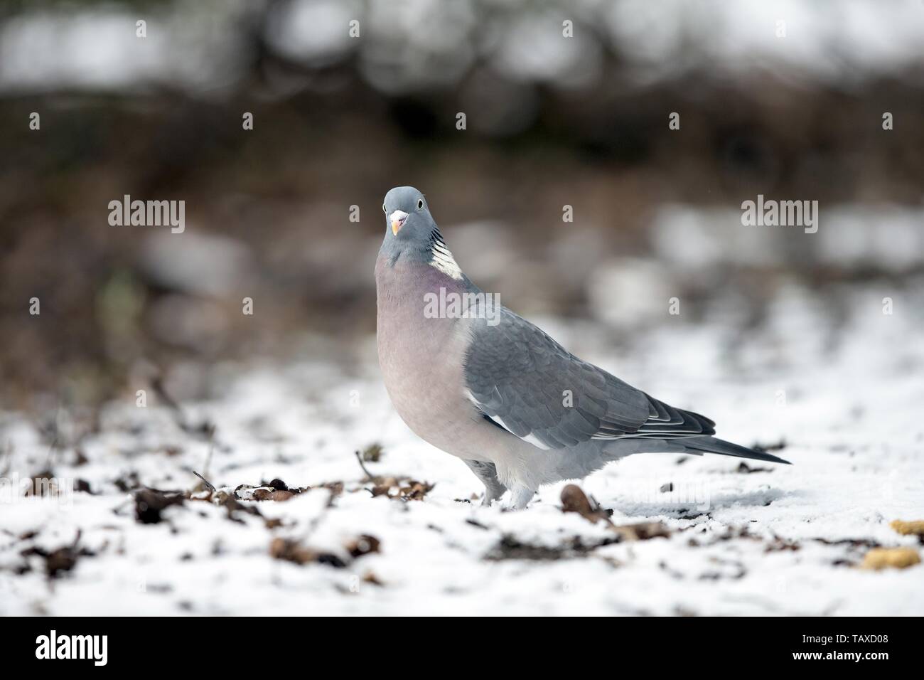 Culver culvers bird birds hi-res stock photography and images - Alamy