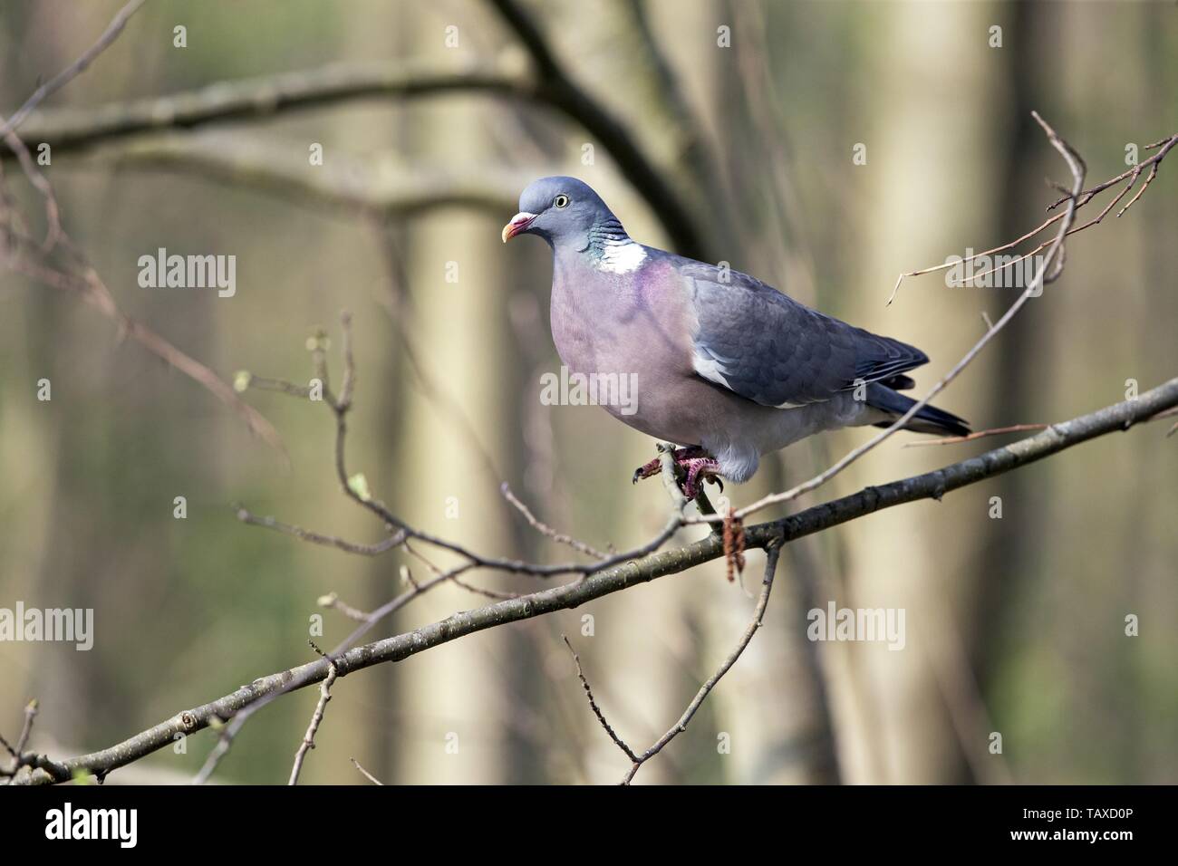 Culver culvers bird birds hi-res stock photography and images - Alamy