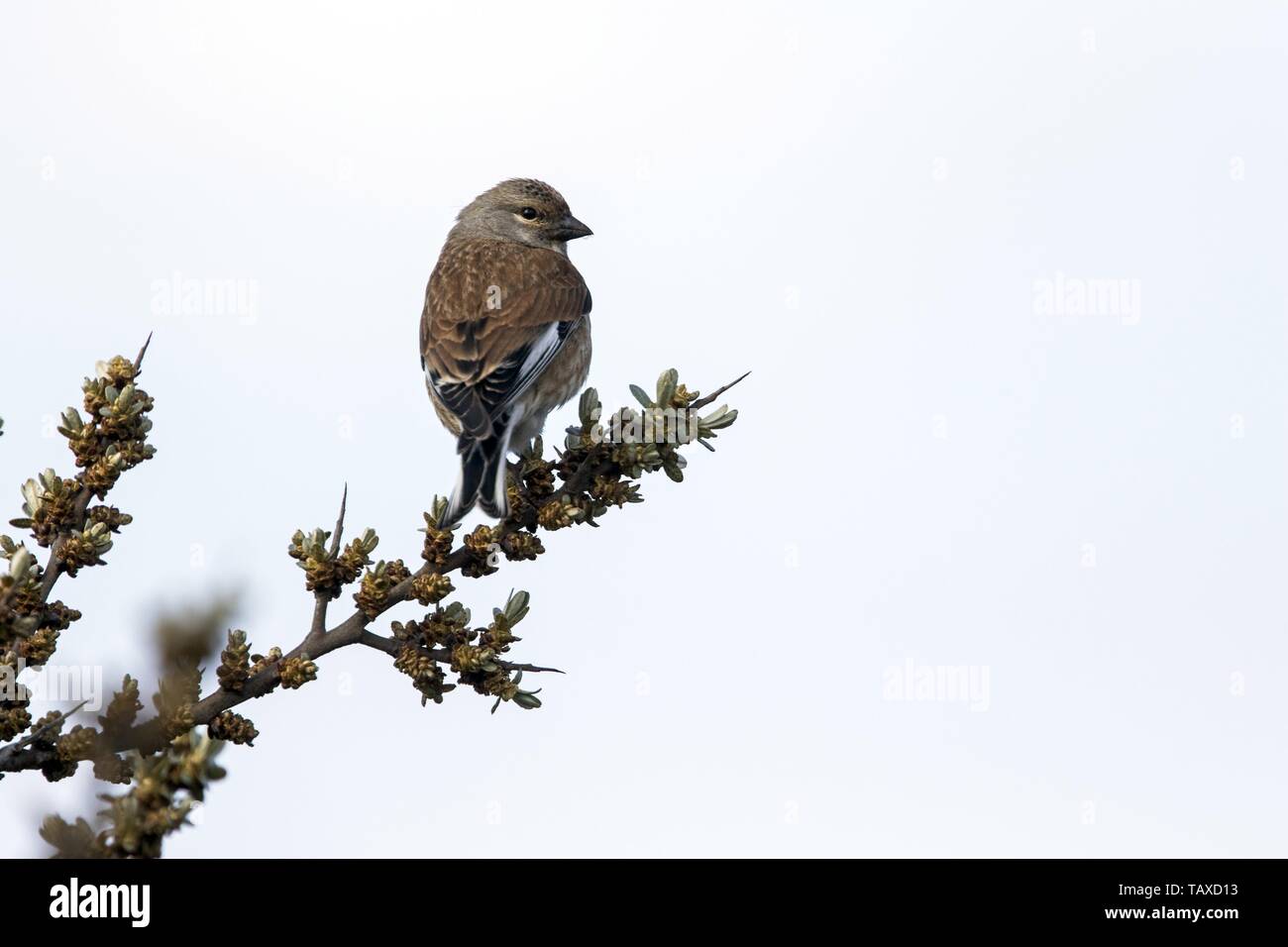Linnets singing hi-res stock photography and images - Alamy