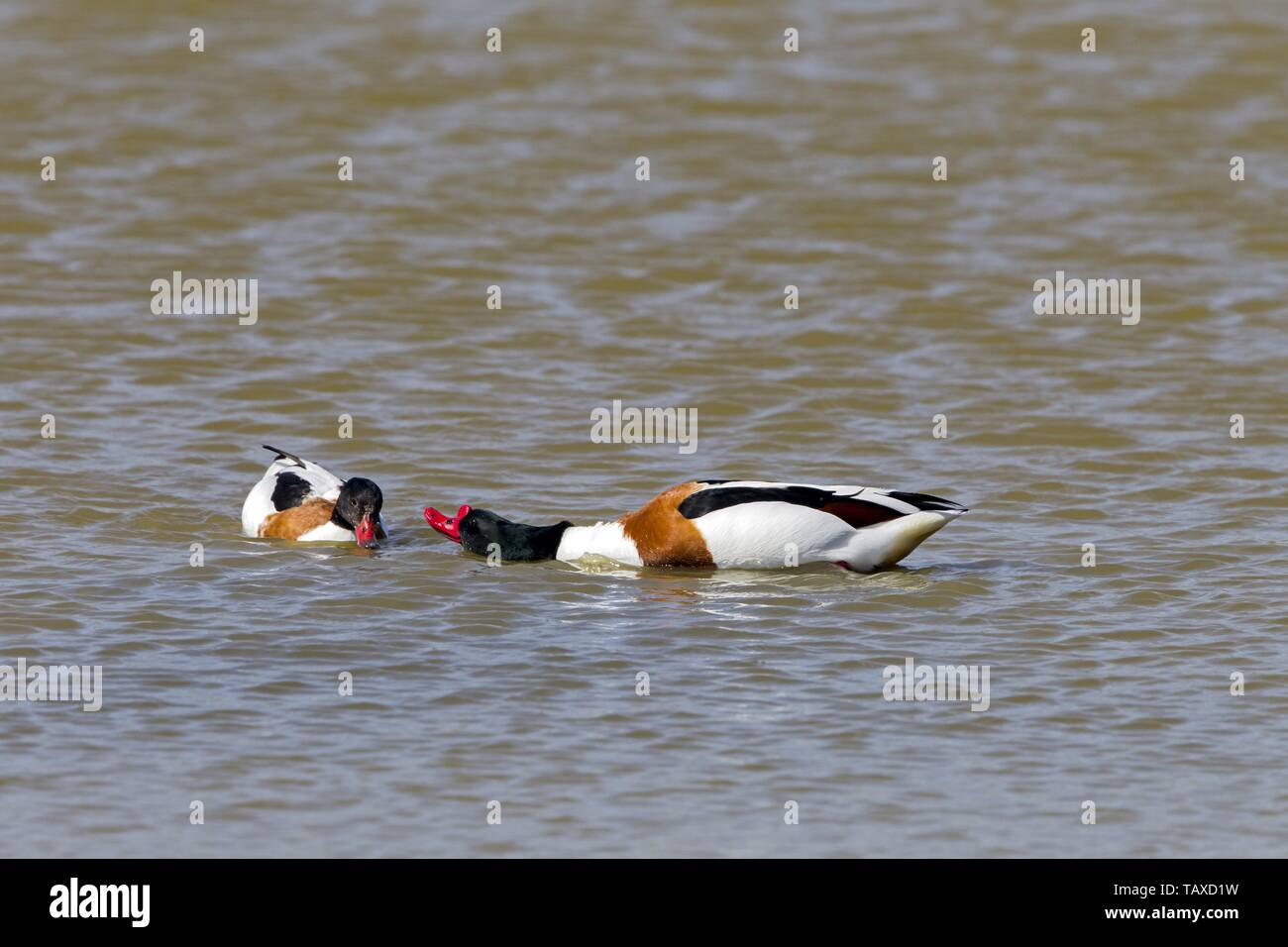 Common Shelducks High Resolution Stock Photography and Images - Alamy
