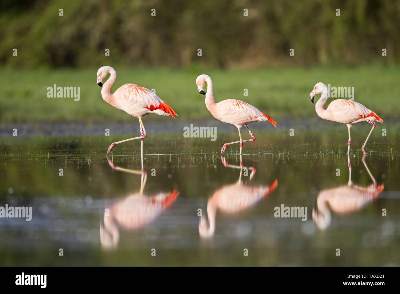 3 flamingos hi-res stock photography and images - Alamy