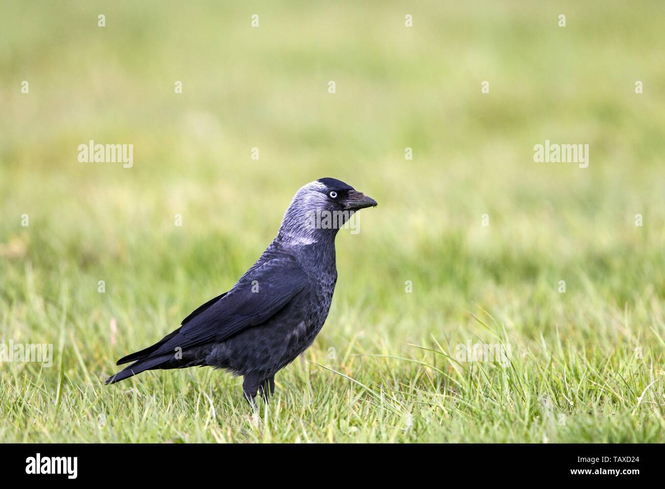 Daw family hi-res stock photography and images - Alamy