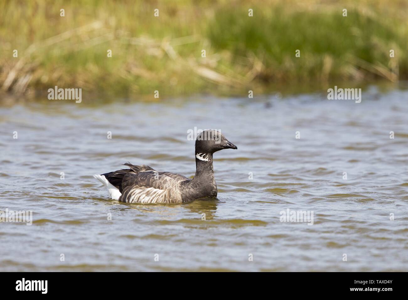 Brant river hi-res stock photography and images - Alamy