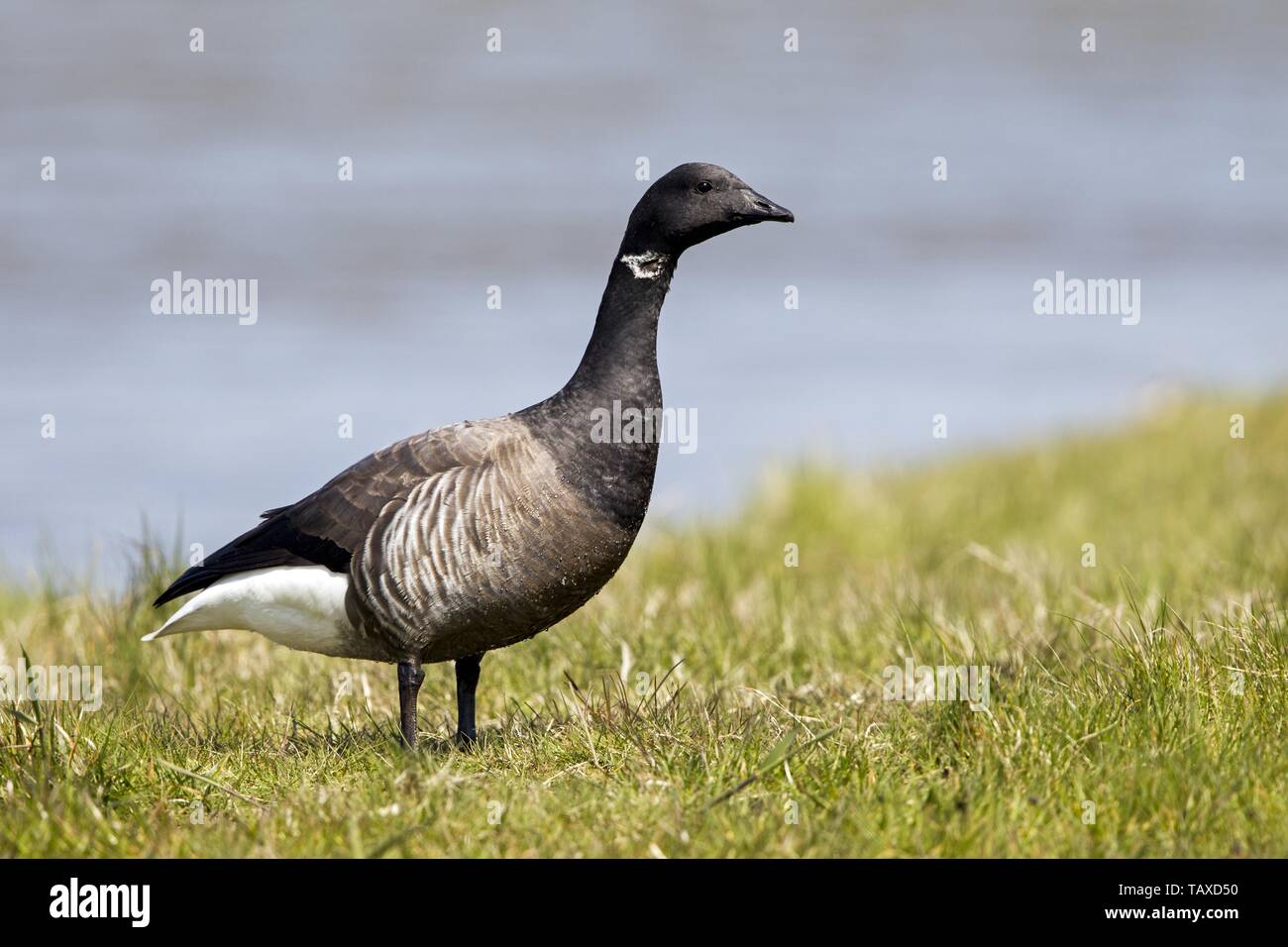 Brant river hi-res stock photography and images - Alamy