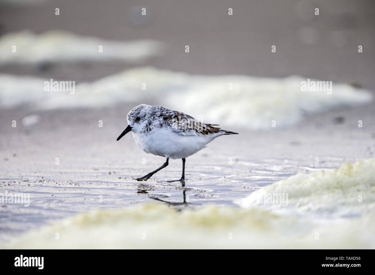 Sanderling Sand Beach High Resolution Stock Photography and Images - Alamy