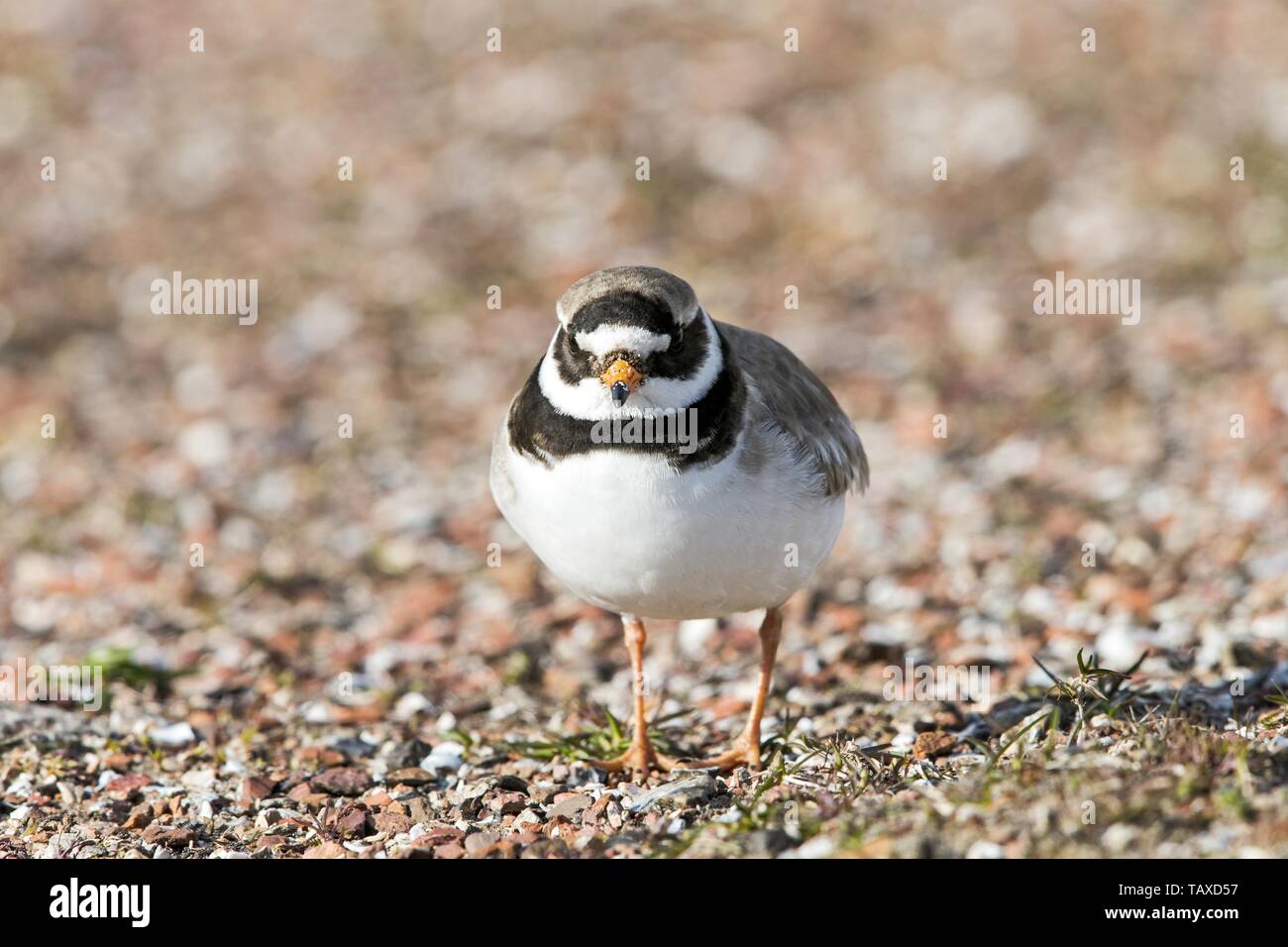 common ringed plover Stock Photo - Alamy