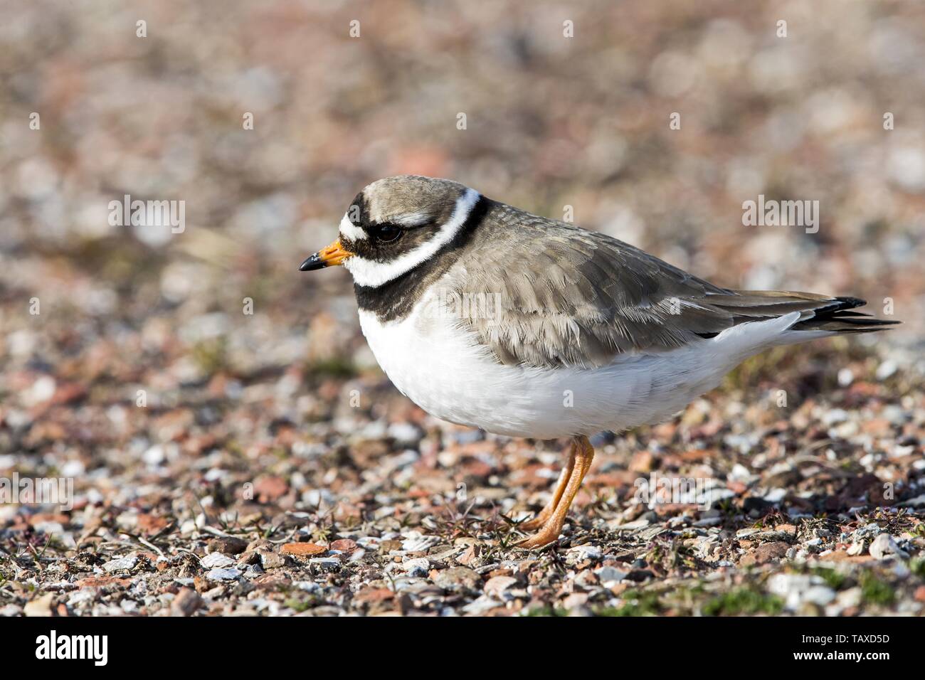 common ringed plover Stock Photo - Alamy
