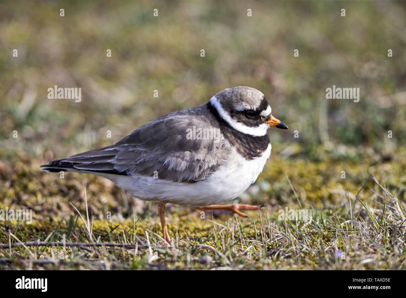 common ringed plover Stock Photo - Alamy
