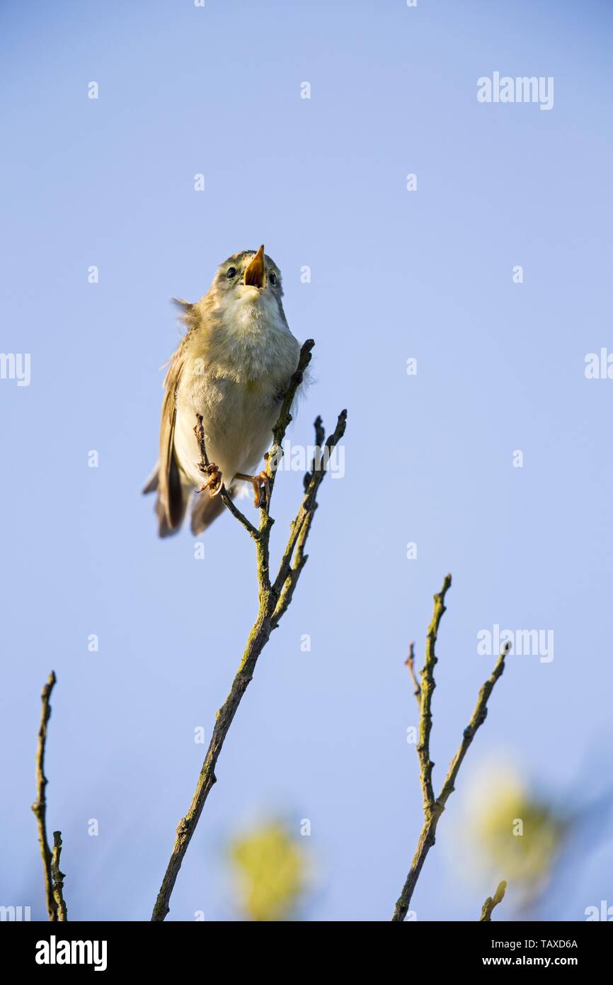 Common chiffchaffs hi-res stock photography and images - Alamy