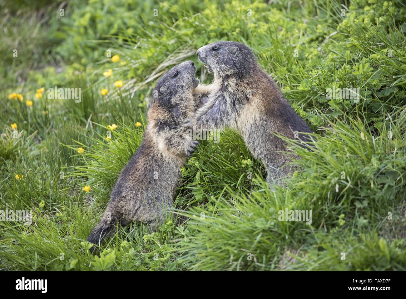 Alpine marmots marmota marmota fighting hi-res stock photography and ...