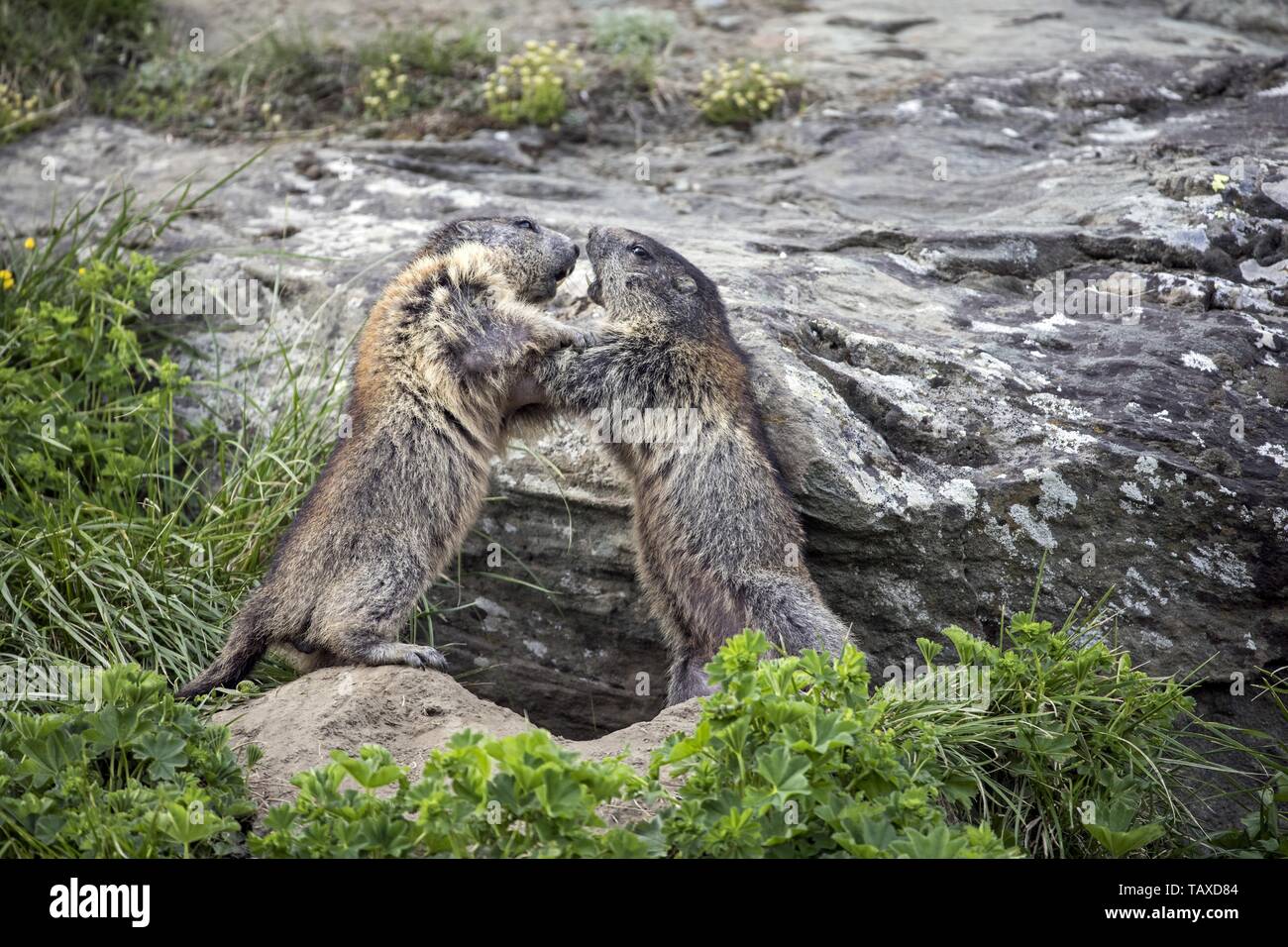 Alpine marmots marmota marmota fighting hi-res stock photography and ...