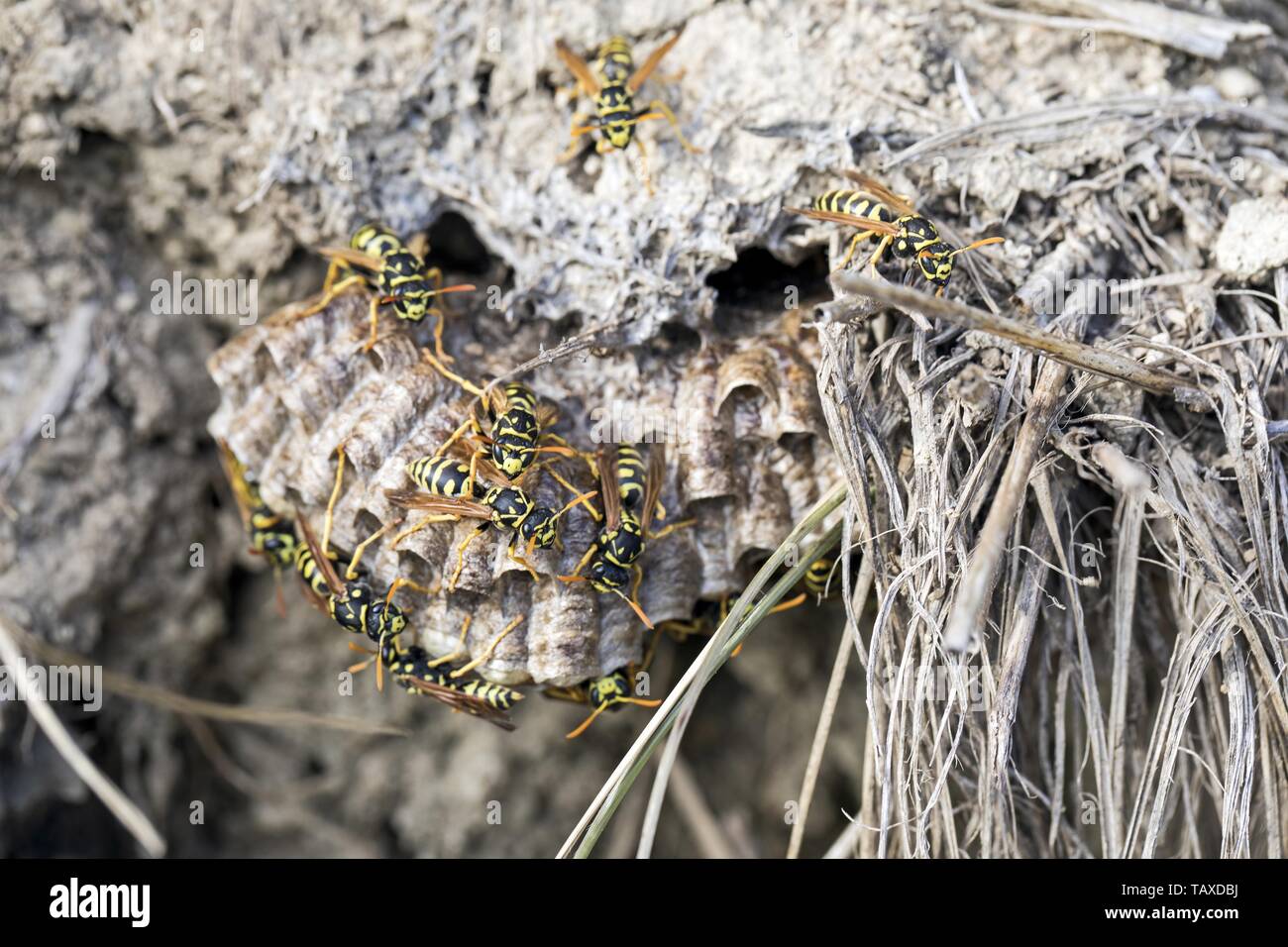 Adult wasps hi-res stock photography and images - Alamy