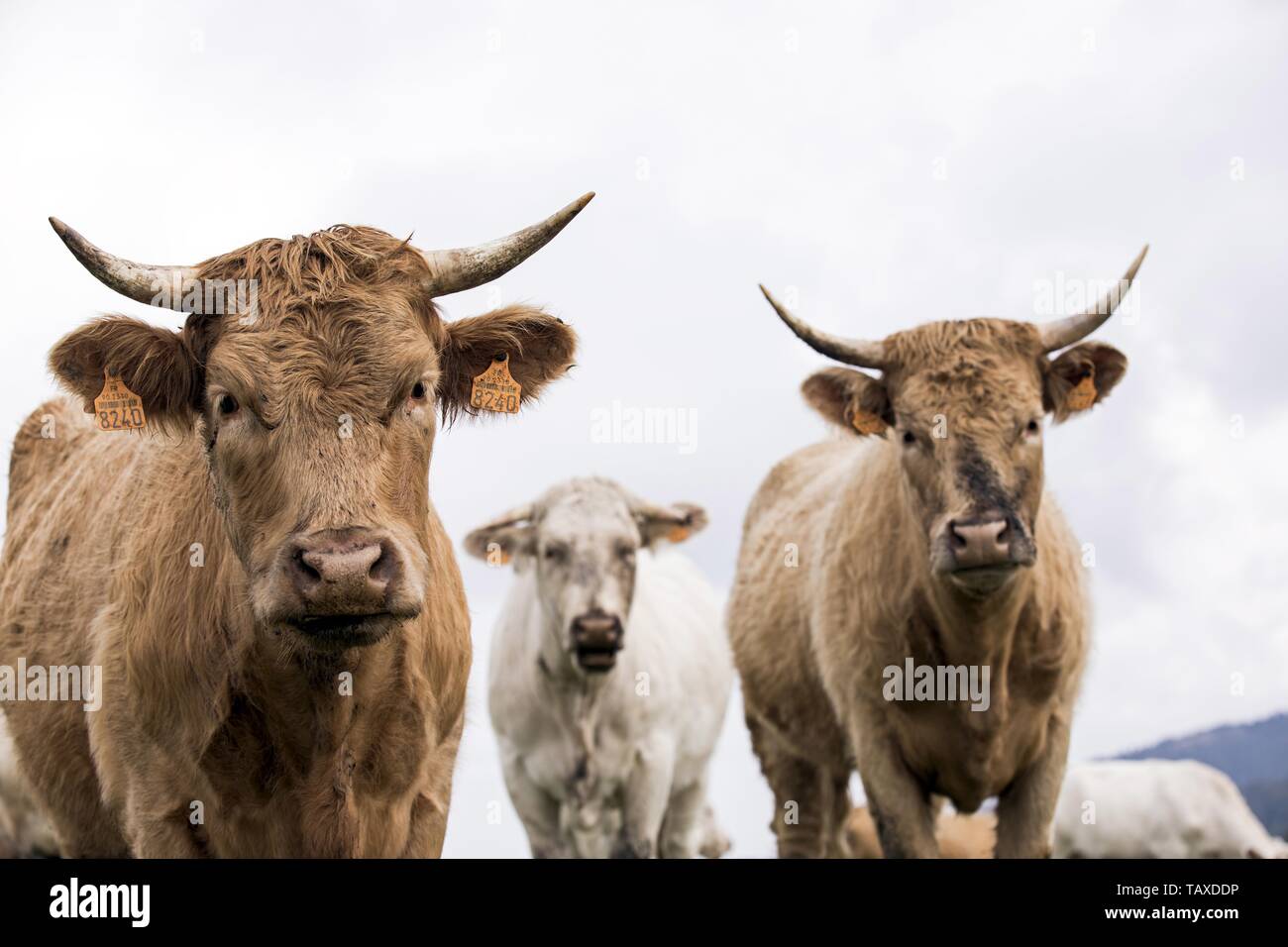 Three cattle heads hi-res stock photography and images - Alamy
