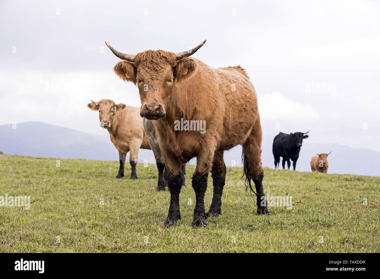 4 four brown cows hi-res stock photography and images - Alamy