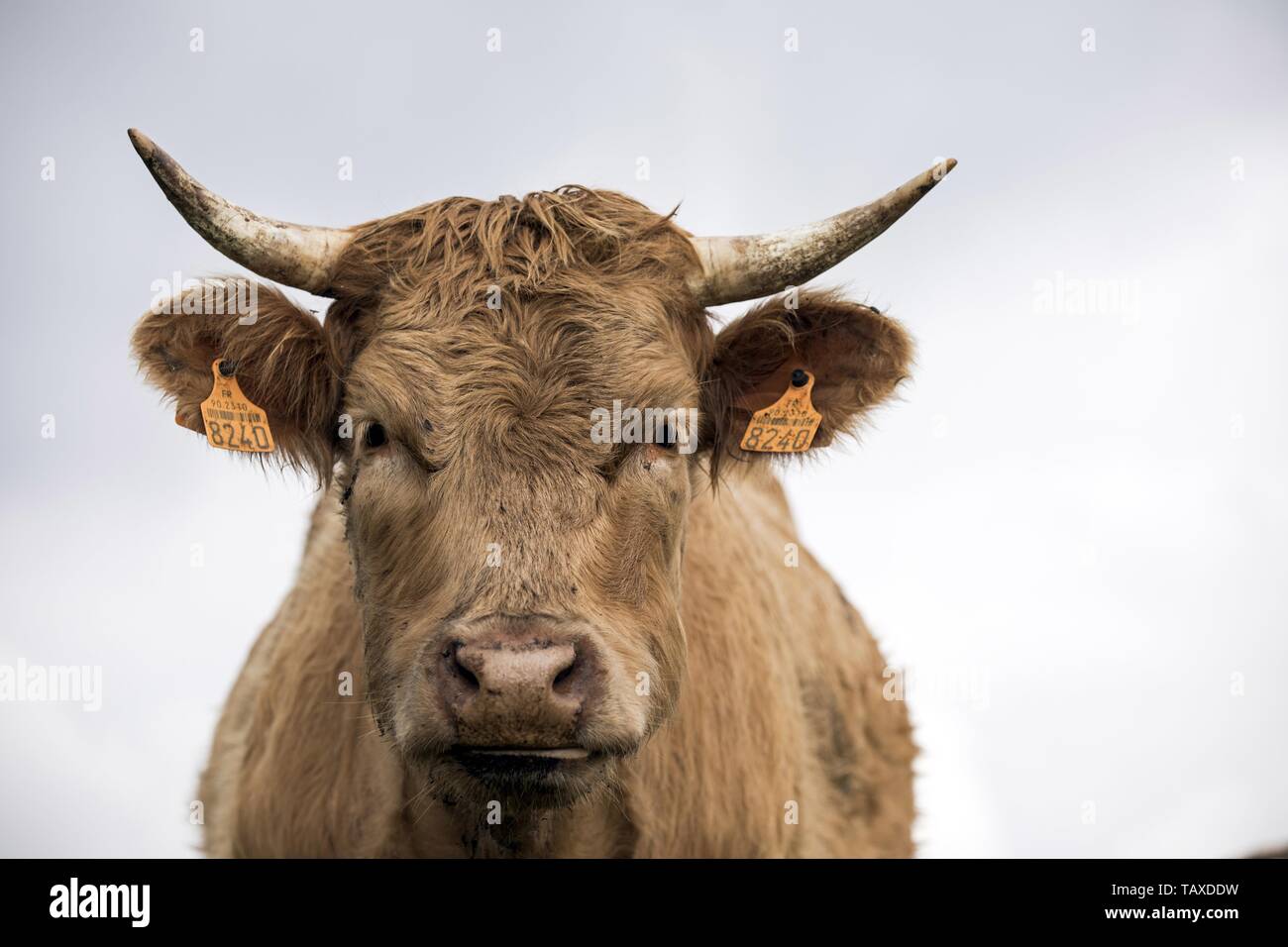Cow beef heads horns hi-res stock photography and images - Alamy
