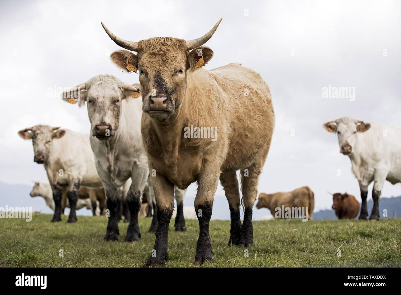 Light brown cow stands hi-res stock photography and images - Alamy