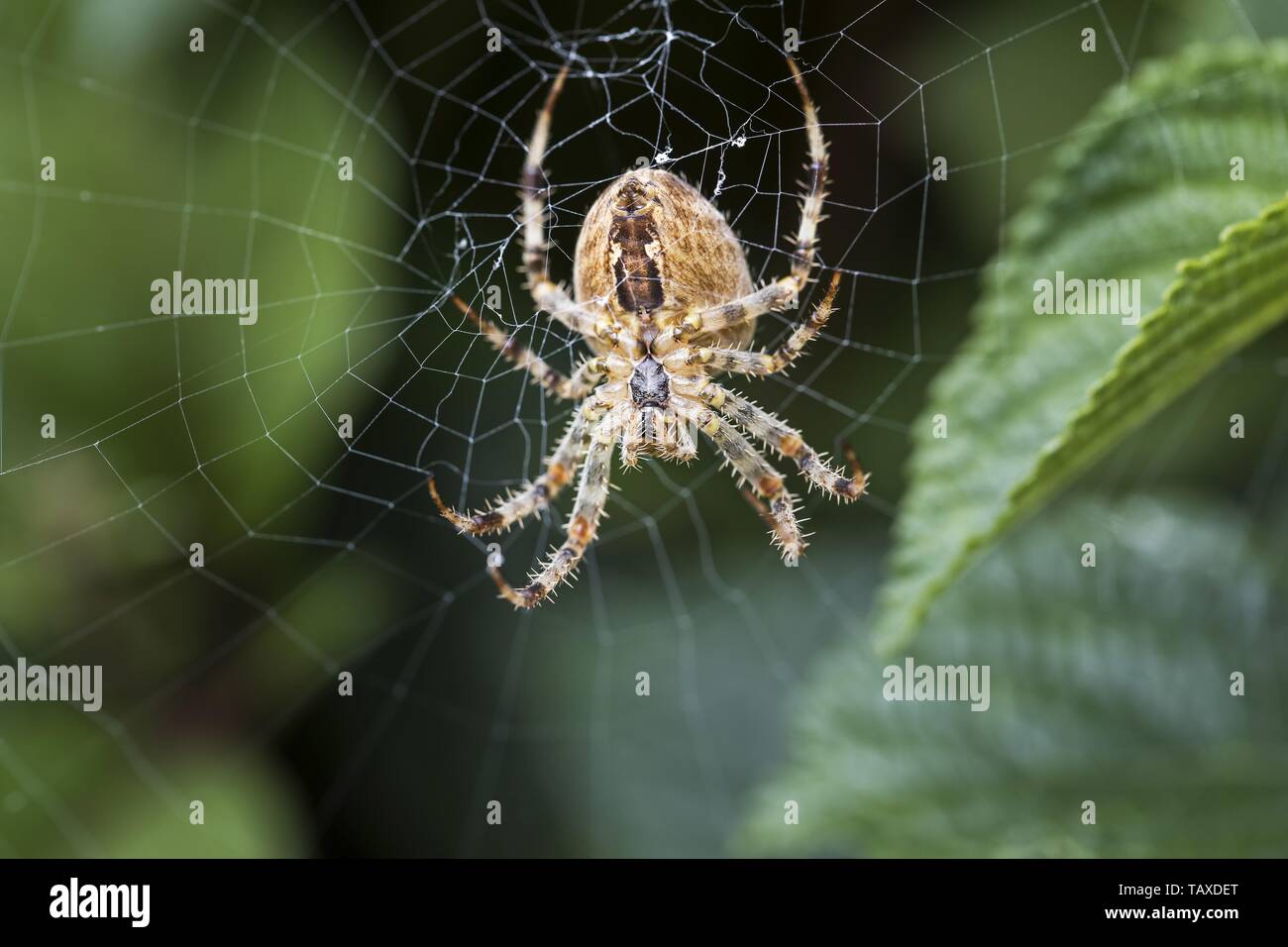 European garden spider Stock Photo - Alamy