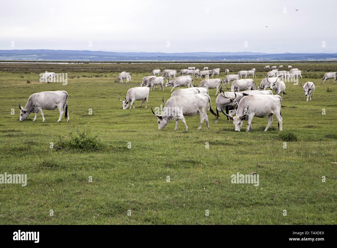 Browsing cattles hi-res stock photography and images - Alamy