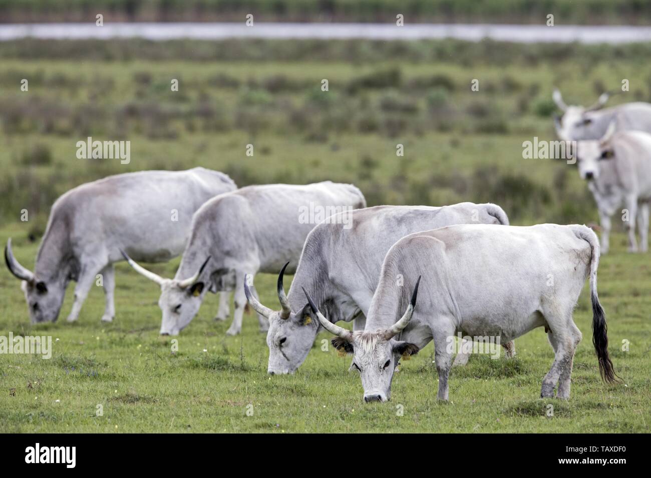 Browsing cattles hi-res stock photography and images - Alamy