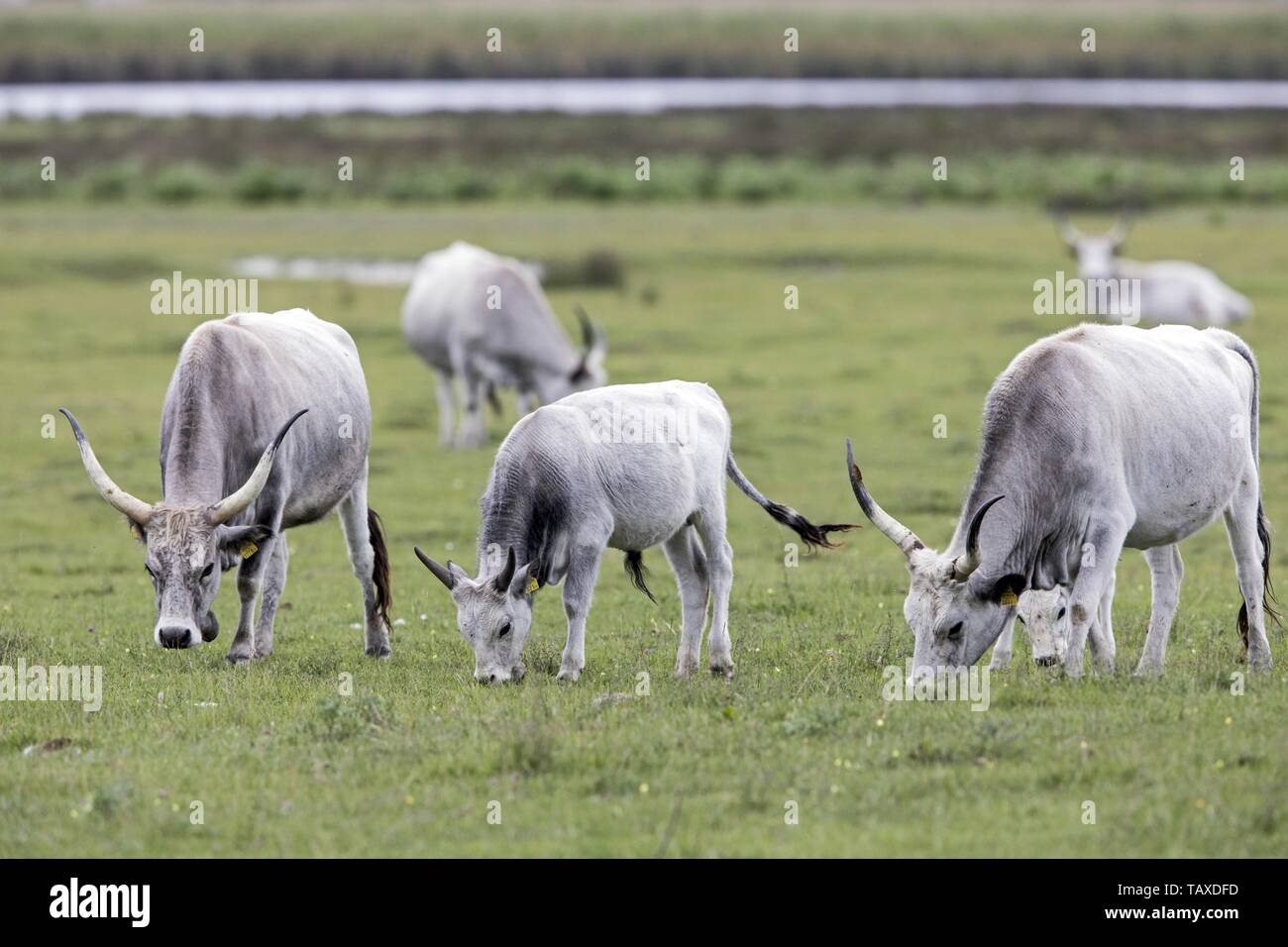 Browsing cattles hi-res stock photography and images - Alamy