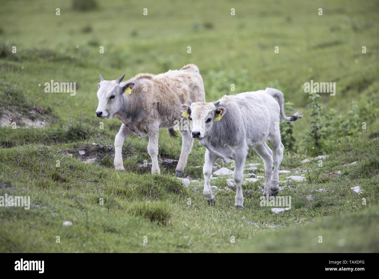 Grey calves hi-res stock photography and images - Alamy
