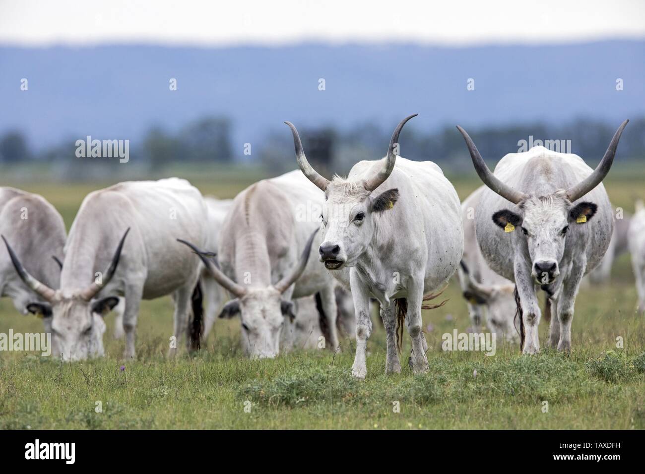 Browsing cattles hi-res stock photography and images - Alamy
