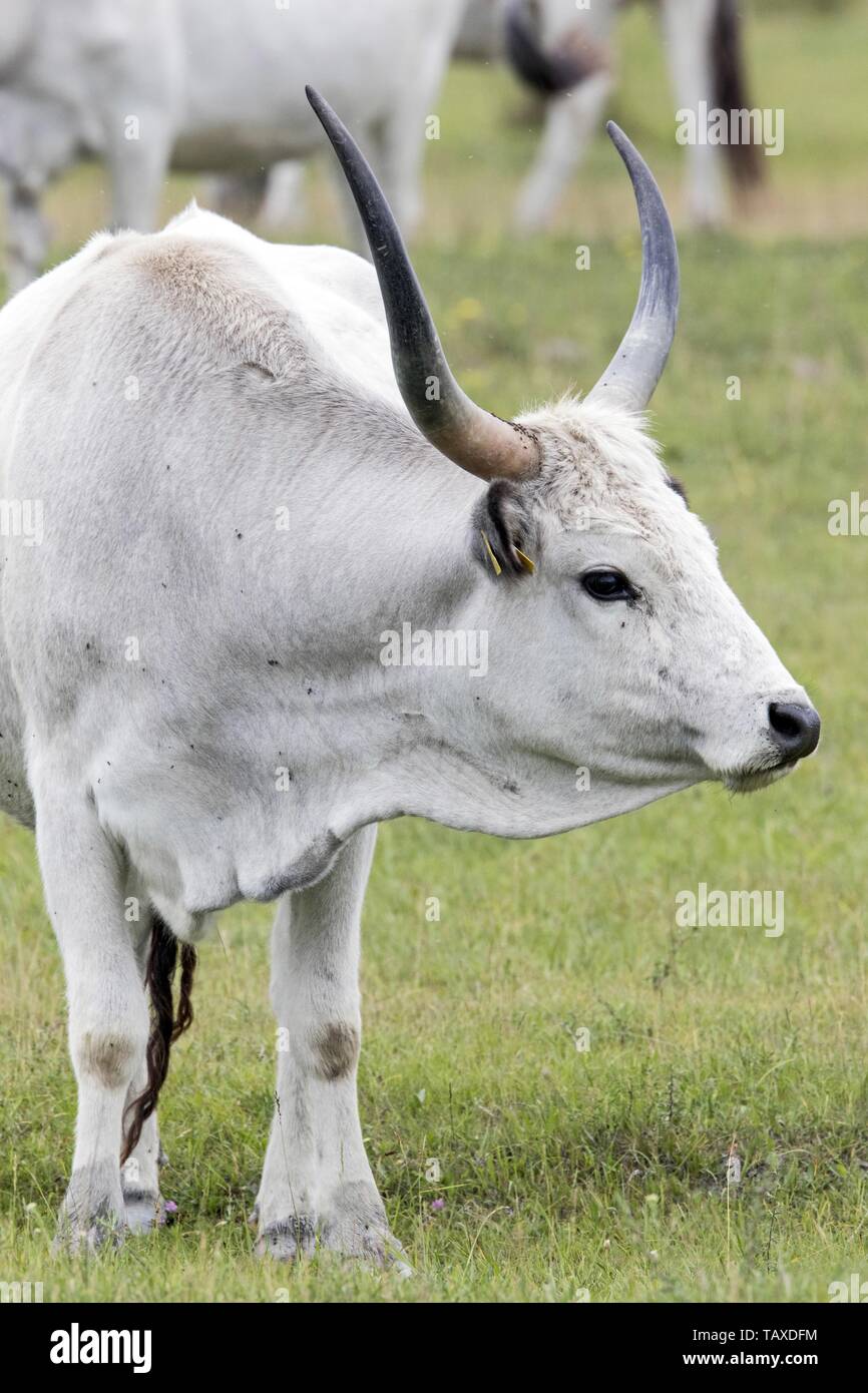 Hungarian grey longhorn hi-res stock photography and images - Alamy