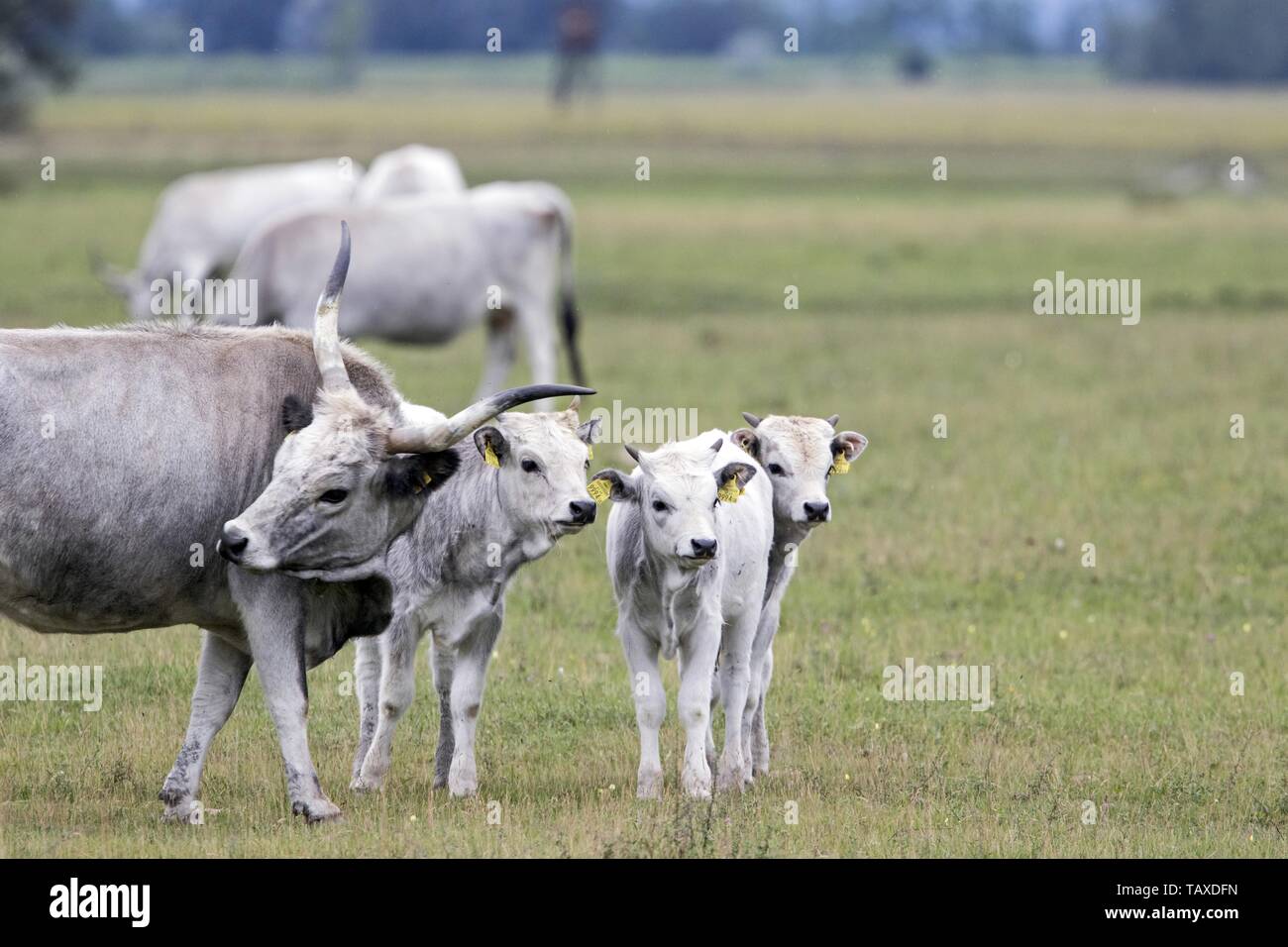 Grey calves hi-res stock photography and images - Alamy