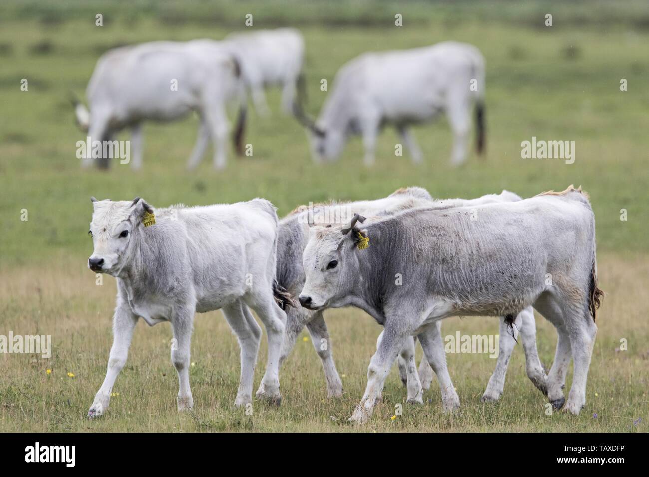 Grey cattle calves hi-res stock photography and images - Alamy