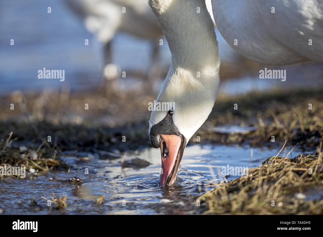 Mute swan eating food bird nature sea hi-res stock photography and ...