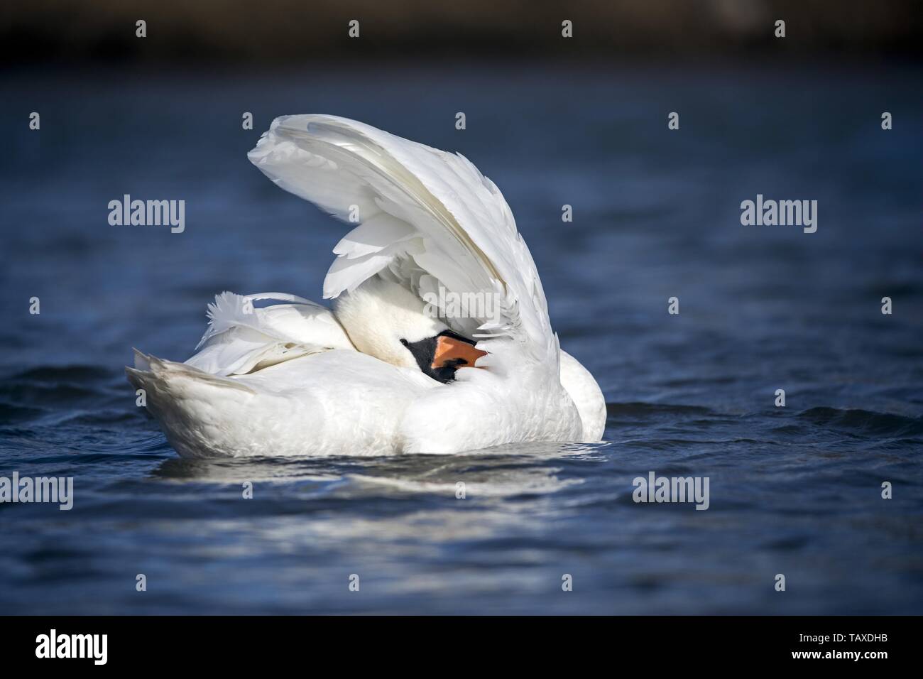 White swan preens itself hi-res stock photography and images - Alamy