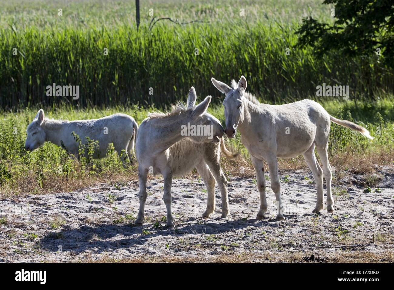 Austria-Hungarian white donkeys Stock Photo - Alamy
