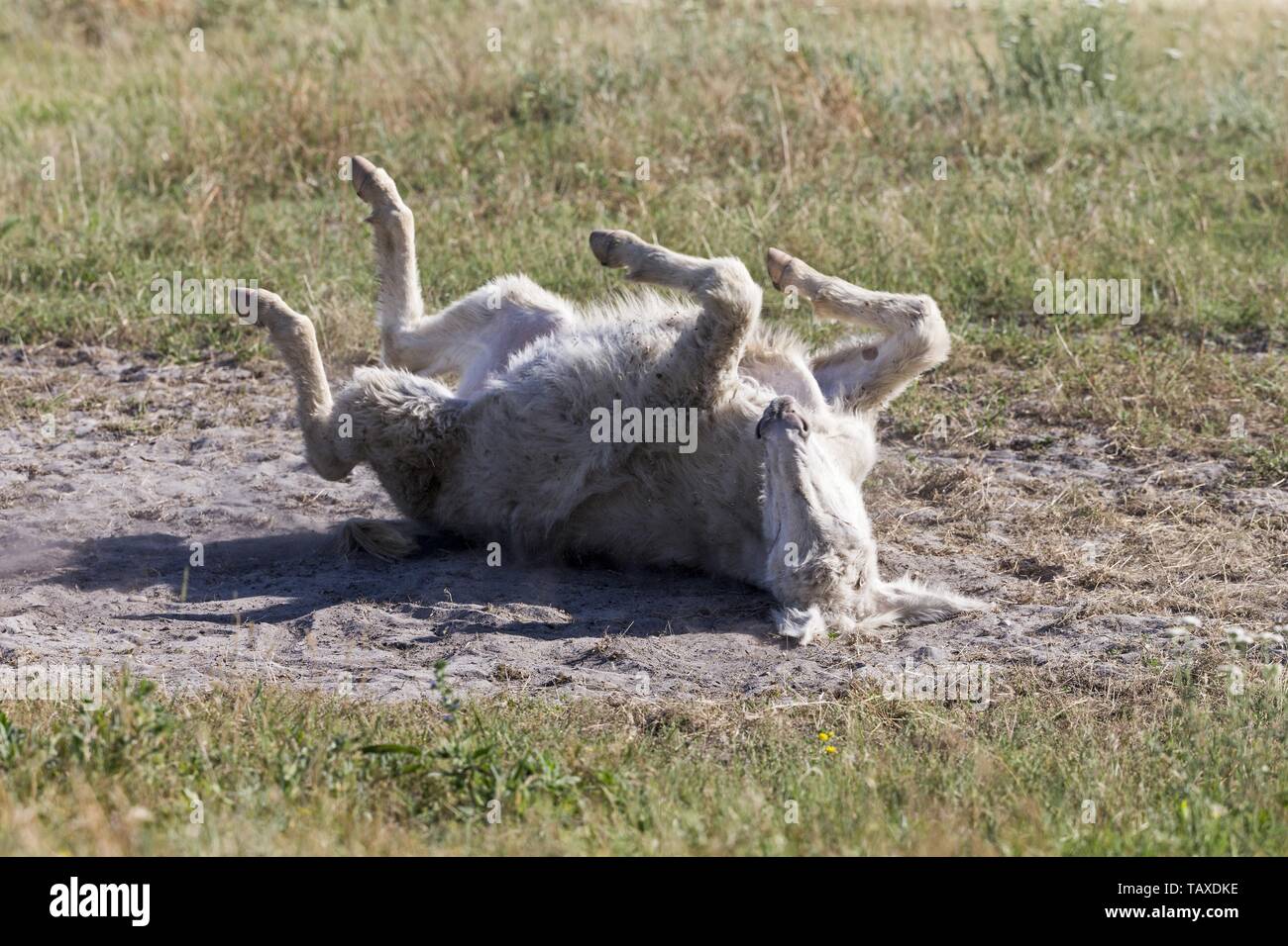 Austria-Hungarian white donkey Stock Photo - Alamy