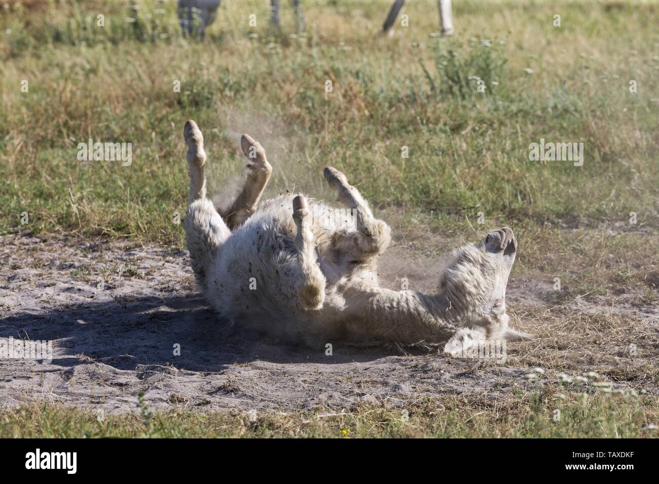 Austria-Hungarian white donkey Stock Photo - Alamy