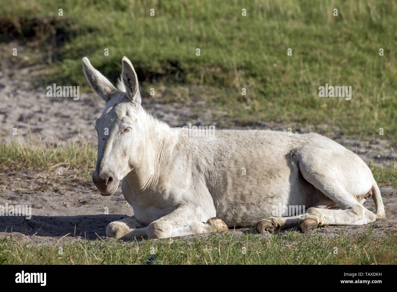 Austria-Hungarian white donkey Stock Photo - Alamy