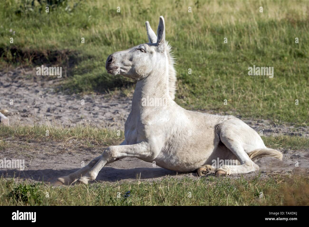 Austria-Hungarian white donkey Stock Photo - Alamy