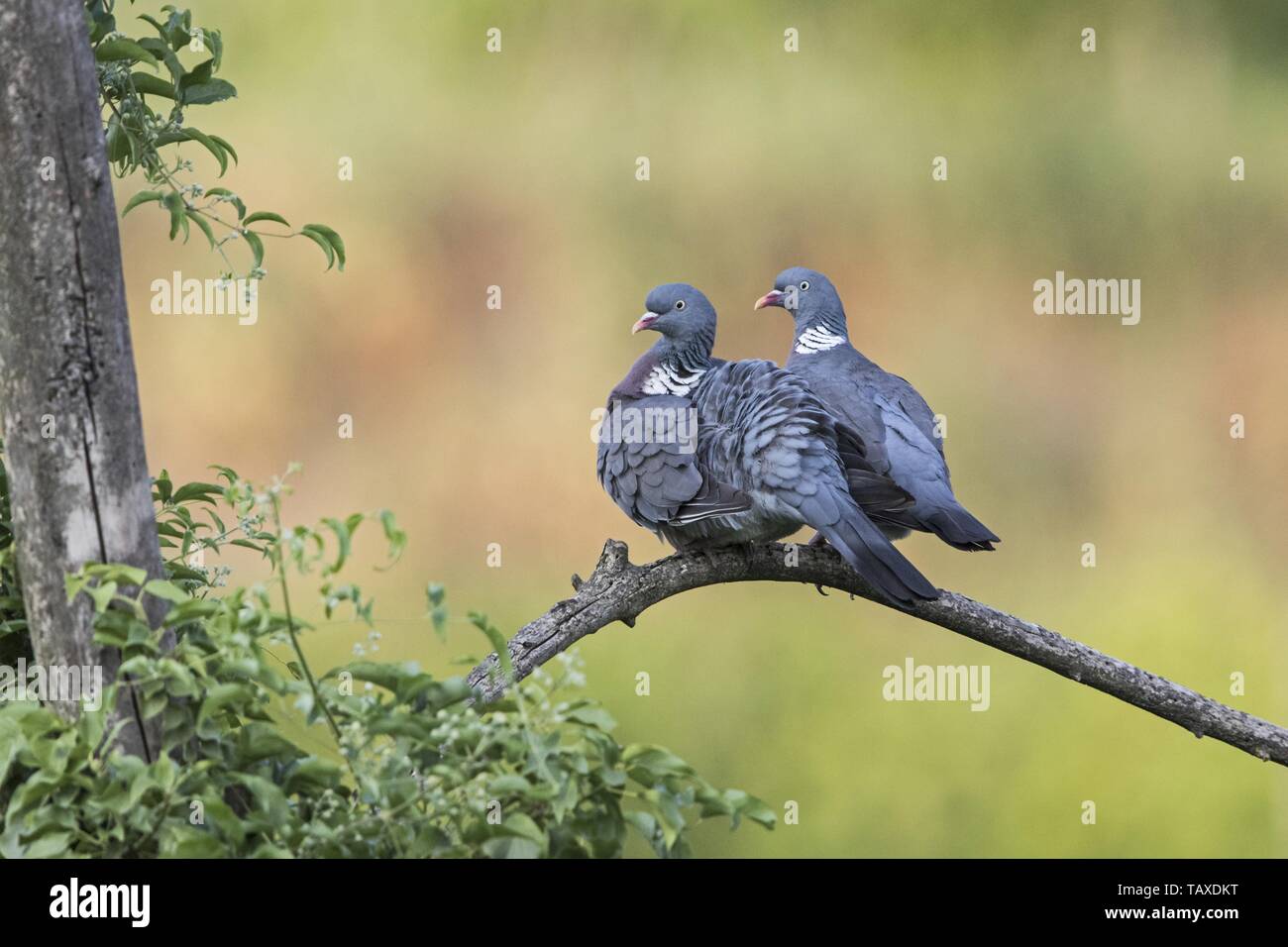 Culver culvers bird birds hi-res stock photography and images - Alamy
