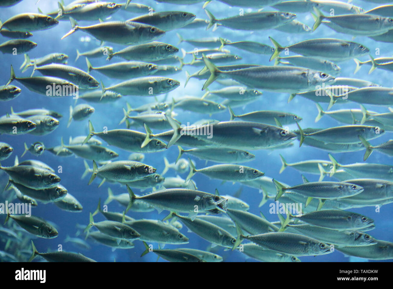 Diving With School Of Sardines High Resolution Stock Photography and ...